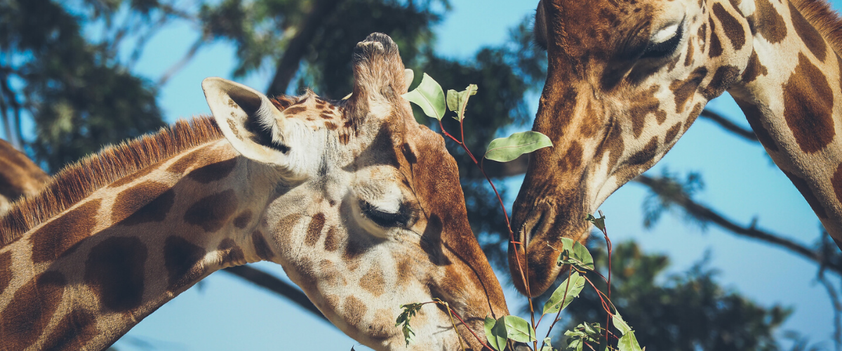 THE TORONTO ZOO DRIVE-THRU EXPERIENCE - TAYCAP Properties